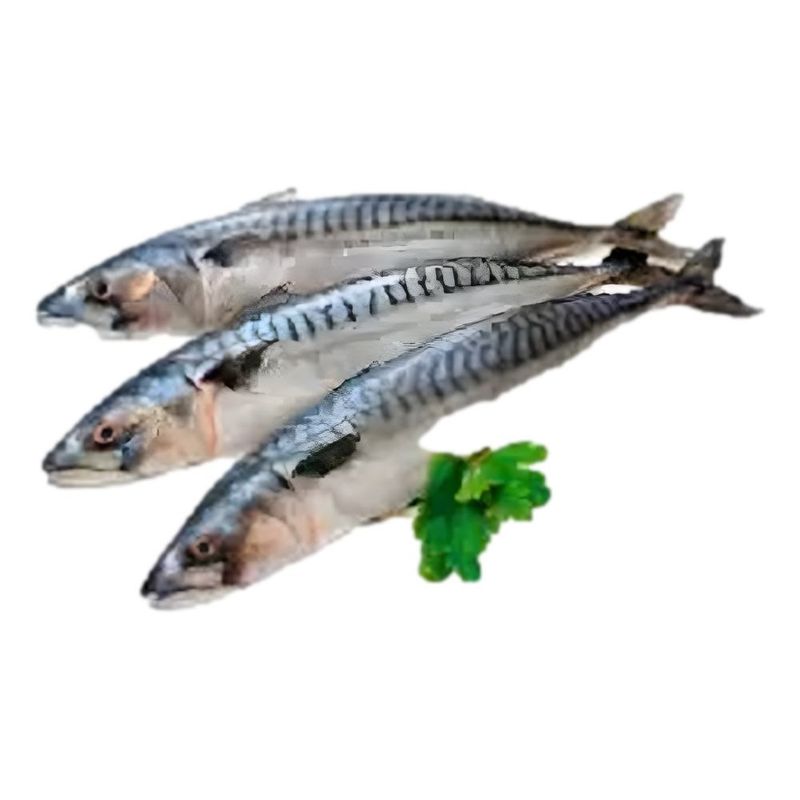 Peixe Palombeta Congelado | Mercantil Atacado